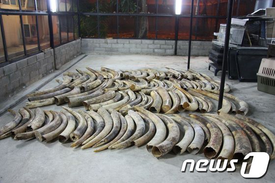 관세청 WCO RILO AP, 멸종위기종 밀수 적발 - 뉴스1