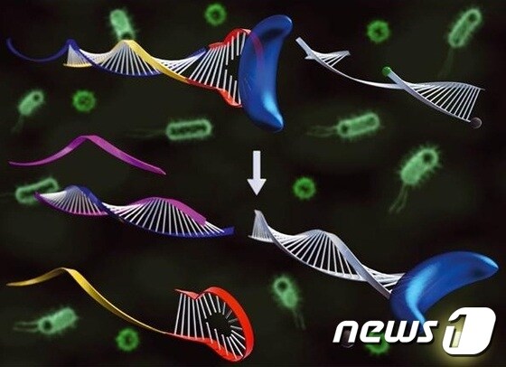 KAIST, 표적 DNA 저렴하게 분석하는 유전자 진단기술 개발 - 뉴스1