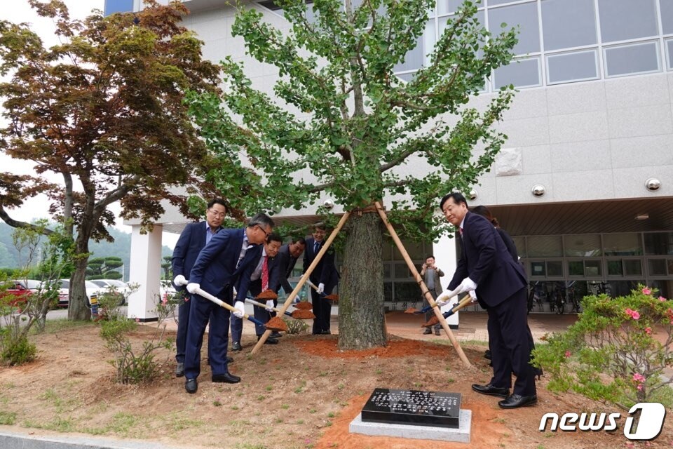 장성 백암중, 동문 후원으로 은행나무 '교목' 생겼다 - 뉴스1