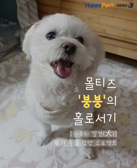 [가족의 발견(犬)] 할머니와 동생이 그리운 몰티즈 ‘붕붕’ - 뉴스1