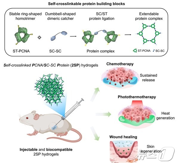 UNIST, 자가 가교 기반 단백질 하이드로젤 개발 - 뉴스1