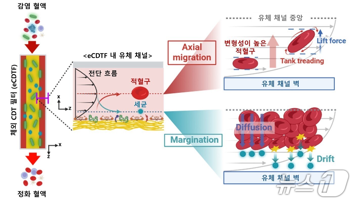 UNIST, 항생제 내성균까지 제거하는 체외 혈액 정화 기술 개발 - 뉴스1